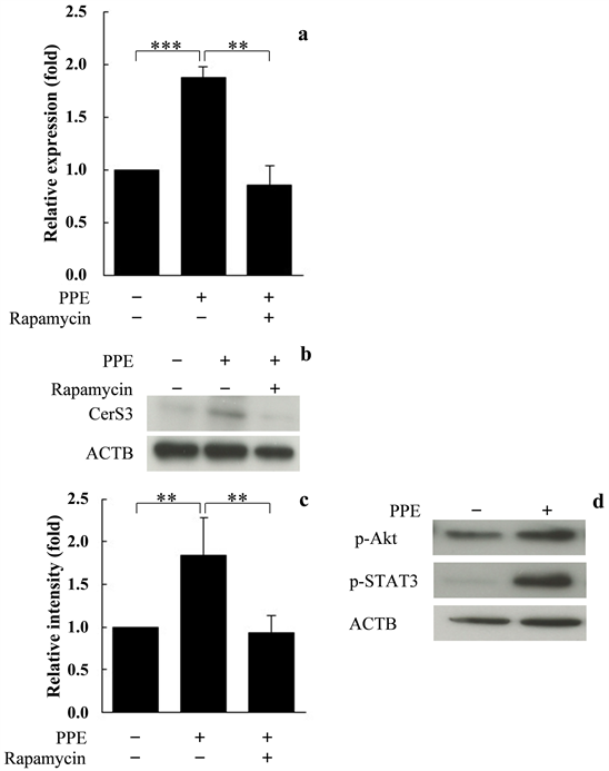 Porcine Placenta Extract Enhances Ceramide Synthase 3 Expression ...