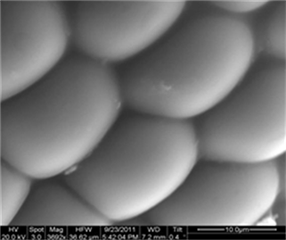 Scanning Electron Microscopy (SEM) of the Bug Eye and Sand Coral