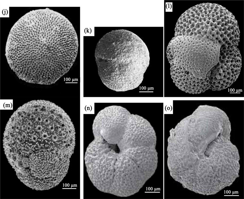 Miocene Foraminifera Biostratigraphy and Interpretation North Deep Sea ...