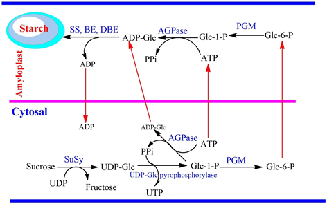Starch Metabolism in Plant and Its Applications in Food Industry