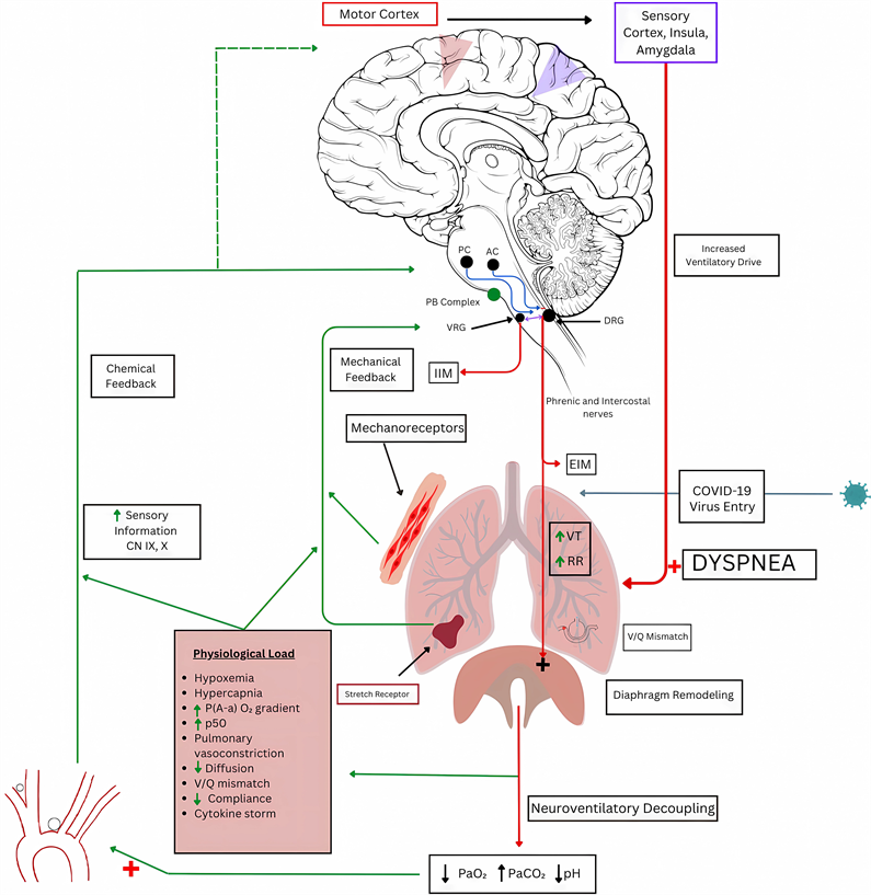 Modulation of Respiratory Neural Drive by Physiological Loads in COVID ...