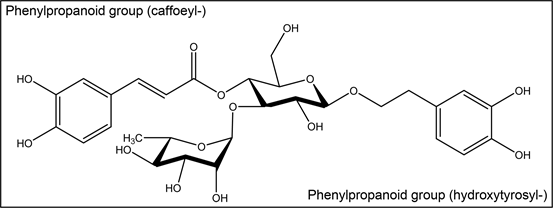 Verbascoside—A Review of Its Antitumor Activities