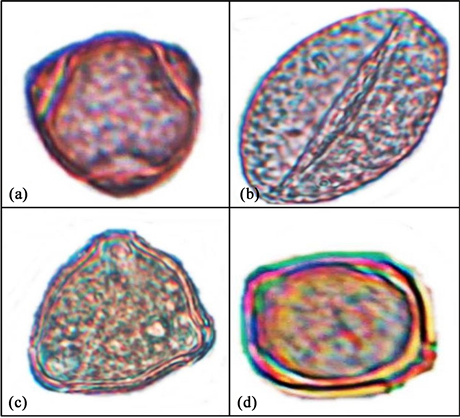 Palyno-Morphological Study of Allergenic Flora of Samarkand, Uzbekistan