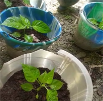 Study of the Physico-Chemical Characteristics of Methacompost from a ...