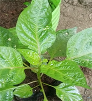 Study of the Physico-Chemical Characteristics of Methacompost from a ...