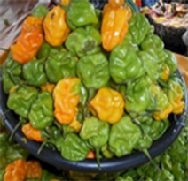 Study of the Physico-Chemical Characteristics of Methacompost from a ...