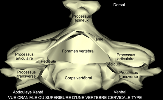 3D Vector Reconstruction of the Typical Cervical Vertebra from ...