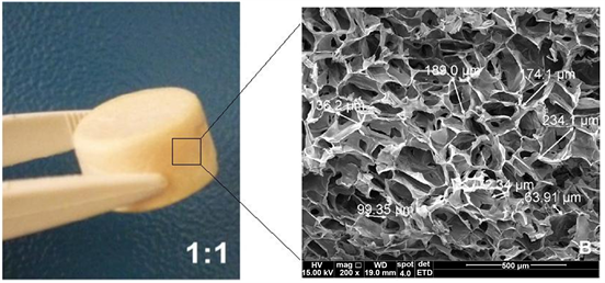 Synthetic Three-Dimensional Scaffold for Application in the ...