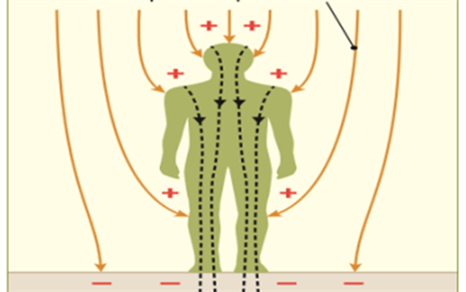 Analysis, Sources and Study of the Biological Consequences of ...