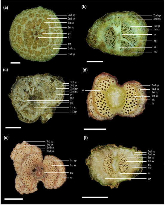 Cambial Variants Combine Successive Cambia and Intraxylary Phloem in ...