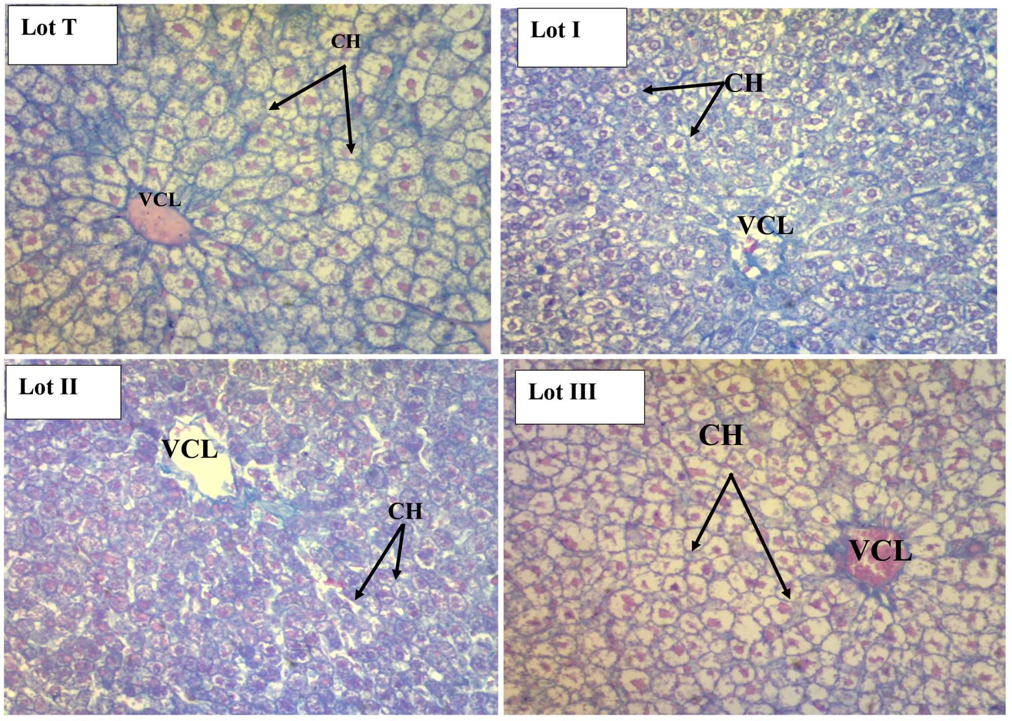 In Vivo Subacute Liver Toxicity of “Attoté”: A Herbal Drink