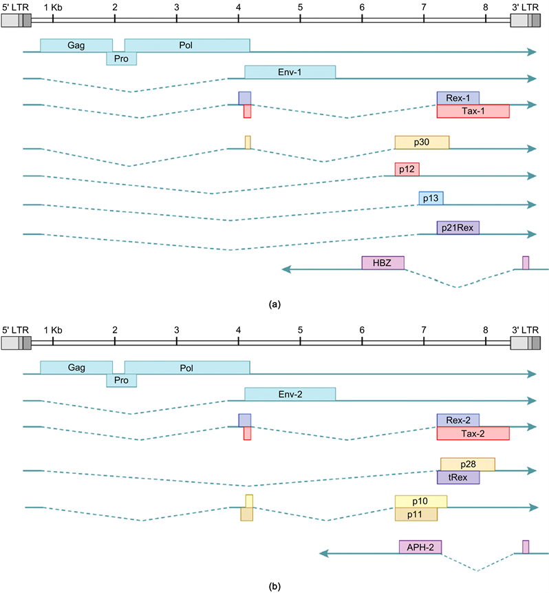 Human Leukemia Virus HTLV: An Overview