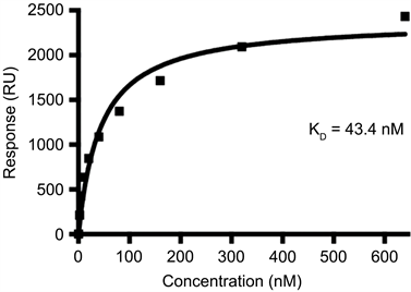 Basigin Binds Spike S on SARS-CoV2