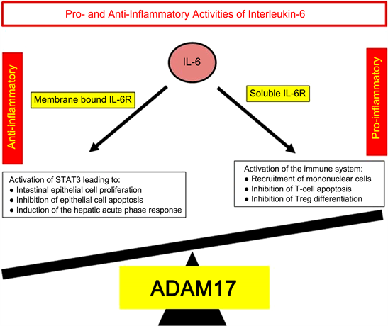 Basigin Binds Spike S on SARS-CoV2