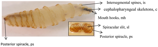 First Case of Nosocomial Nasal Myiasis Caused by Chrysomya bezziana in ...