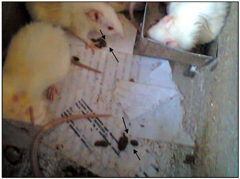 Treatment of Diarrhoea in Humans Using Lactobacillus salivarius ...