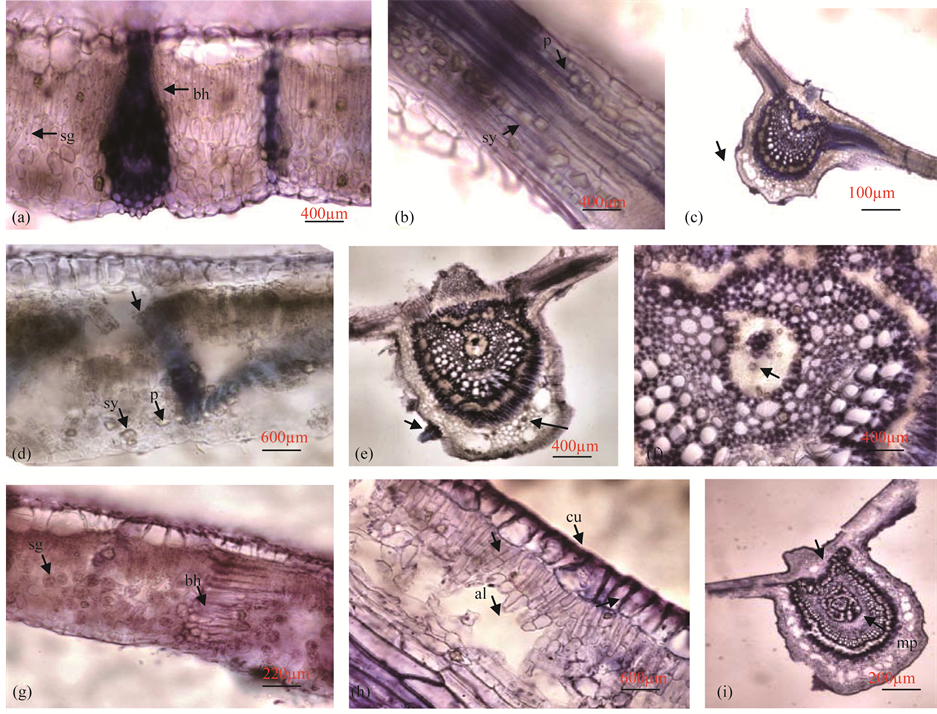 Systematic Importance of Leaf Anatomical Characters in Some Species of ...
