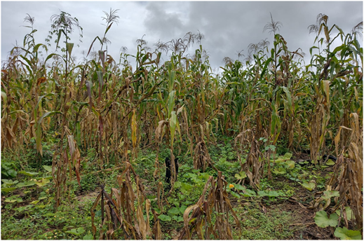Productive Zoning for the Corn Milpa System in El Zapotal Reserve Area ...