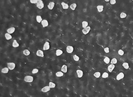 Palaeogene Sandstones of the Manika Plateau in Kolwezi (DR Congo ...