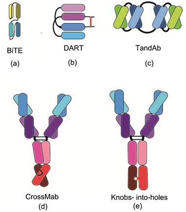 Construction of Multi-Specific Antibody by Genetic Engineering and Its ...