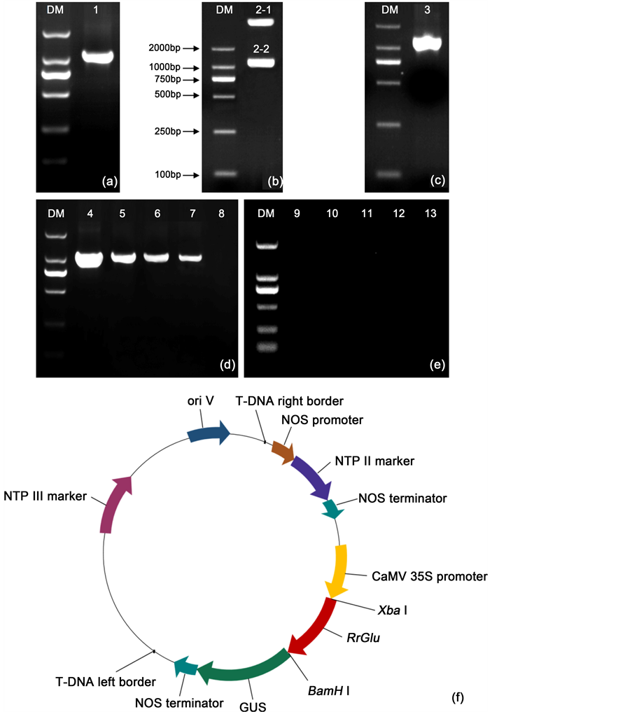 Expression Vector Construction and Genetic Transformation of Rosa rugosa β-l,3-Glucanase Gene ...