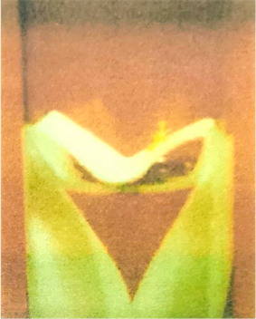 Generation of Virus Free Potato Plantlets through Meristem Culture and ...