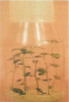 Generation of Virus Free Potato Plantlets through Meristem Culture and ...