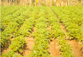 Generation of Virus Free Potato Plantlets through Meristem Culture and ...