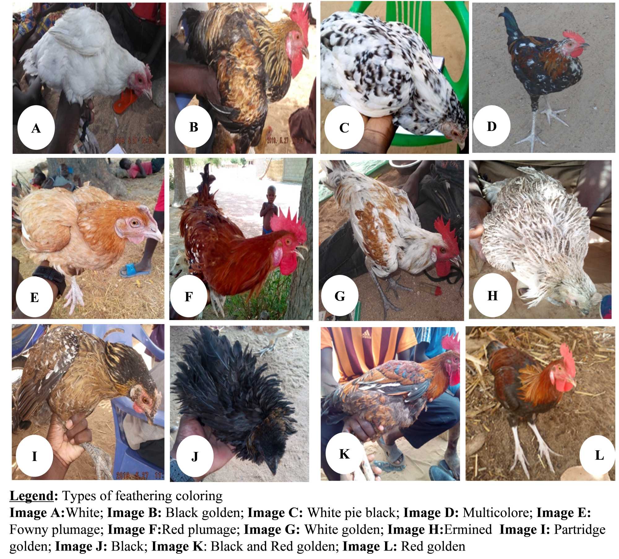 Morphological Characteristics of Local Chicken Populations (Gallus gallus domesticus) in Farmed ...