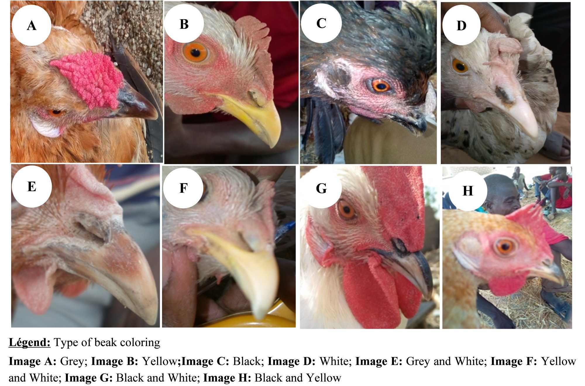 Morphological Characteristics of Local Chicken Populations (Gallus gallus domesticus) in Farmed ...