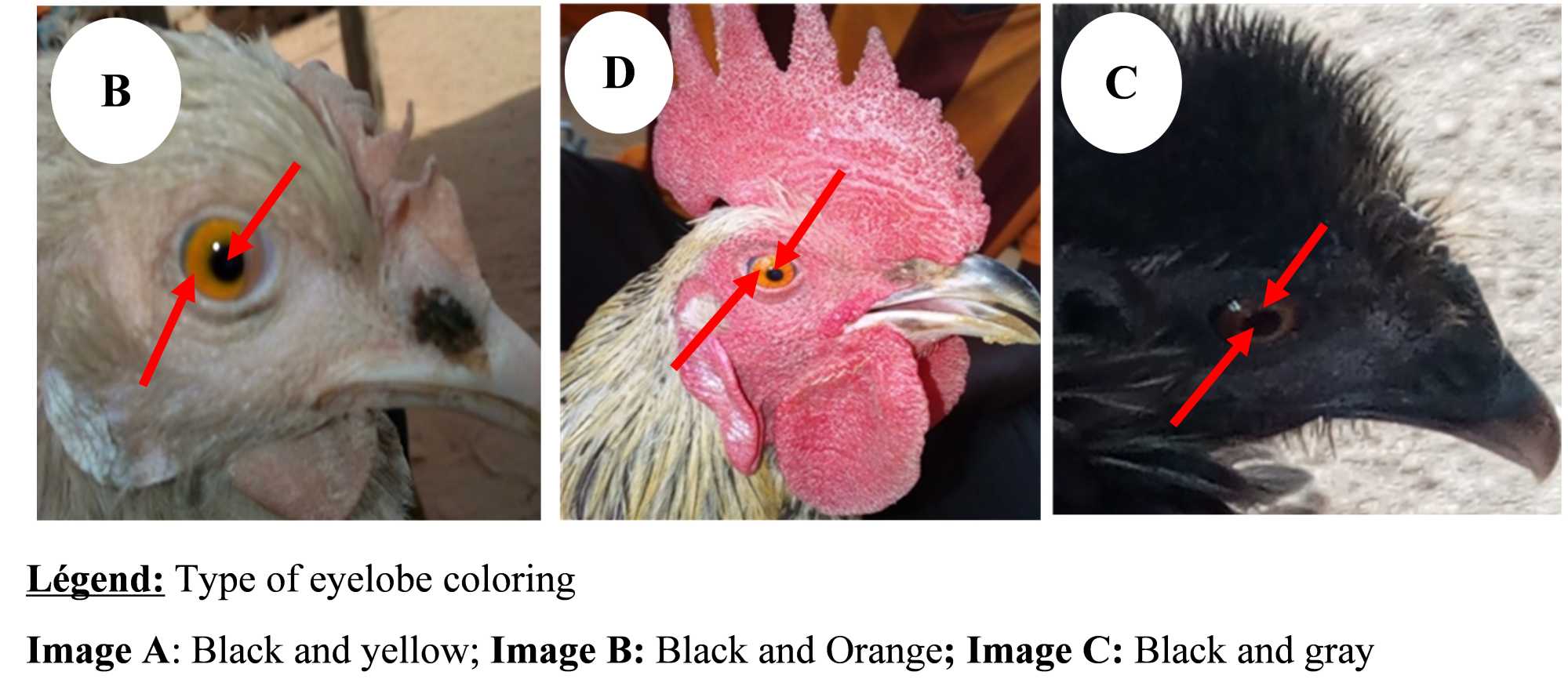 Morphological Characteristics of Local Chicken Populations (Gallus gallus domesticus) in Farmed ...