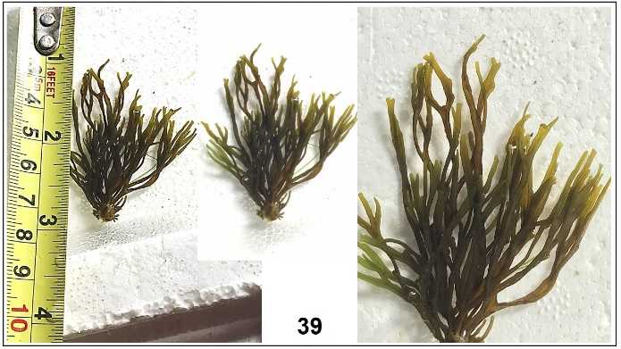 Exploration of the Seaweed Resources in Nigeria: A Case Study of Lagos ...