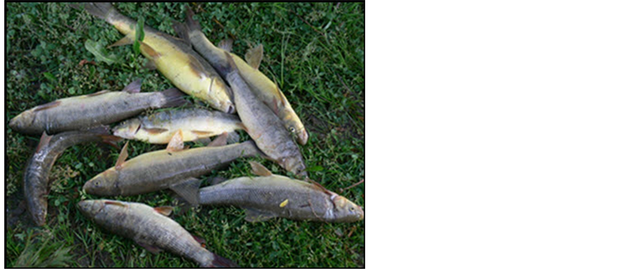 Identification of Species Composition of Fish in the Zarivar Lake ...