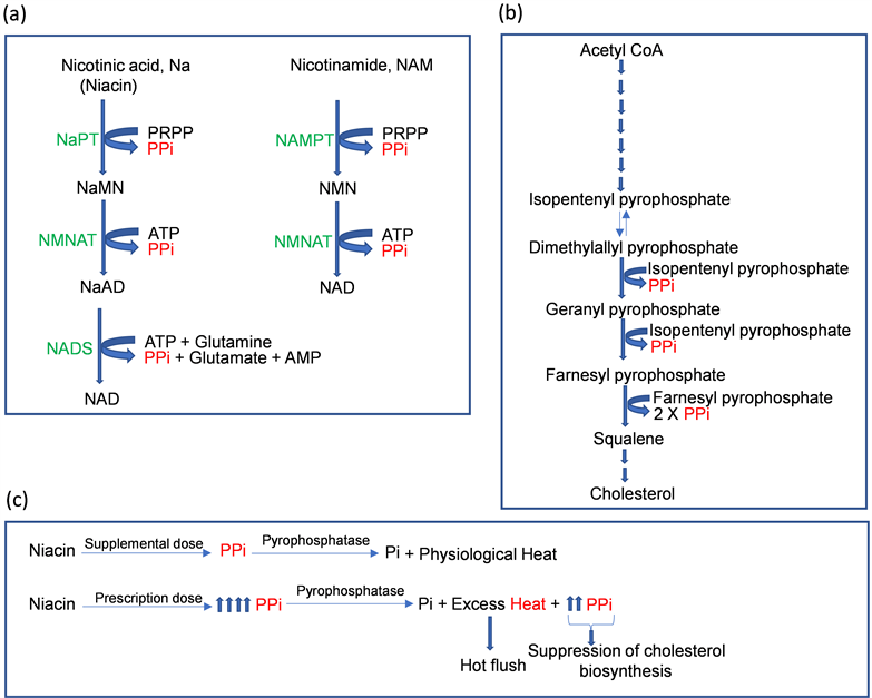 Mechanism of Niacin Induced Hot Flushes and Suppression of Cholesterol