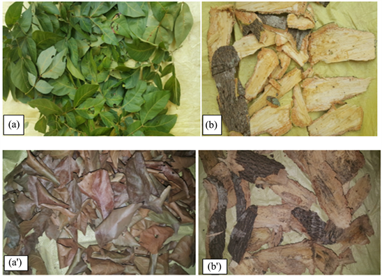 Evaluation of the Efficacy of Albizia zygia Extracts on Bacterial ...