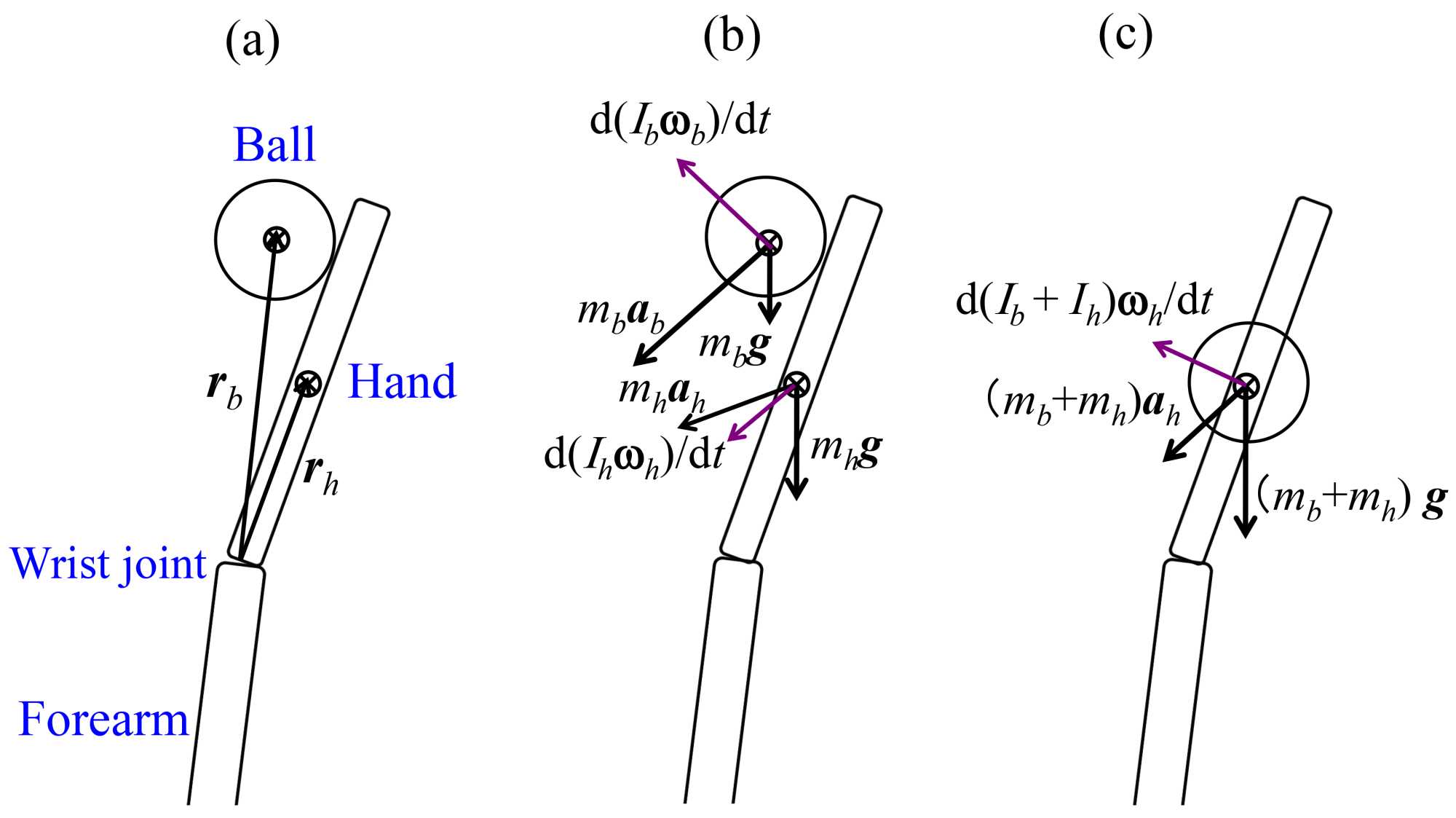 Assumption of Fixed Ball at the Centre of Mass of the Hand Results in Underestimation of Wrist ...