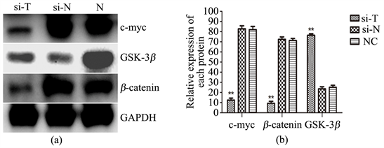 Tip60-siRNA Regulates ABCE1 Acetylation and Inhibits the Proliferation ...