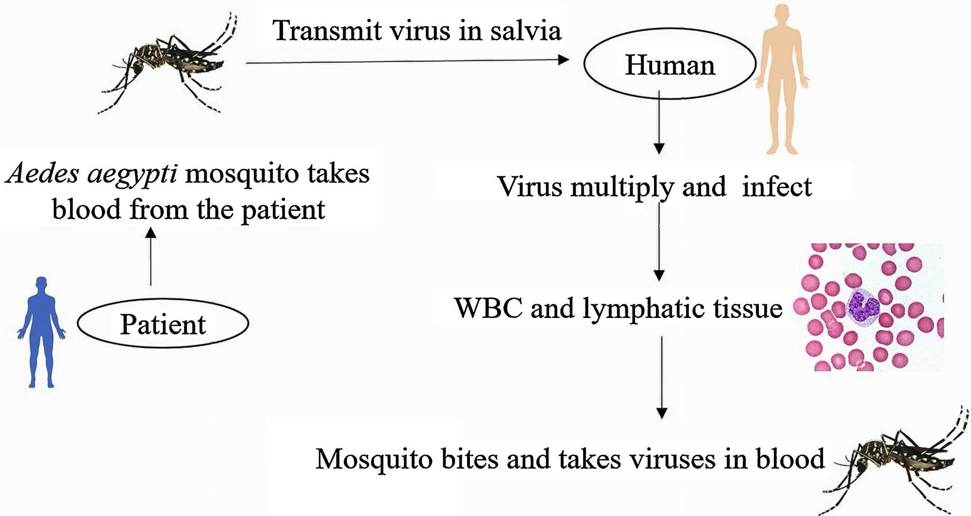 Dengue Transmission in Bangladesh: A Retrospective Analysis of Case ...