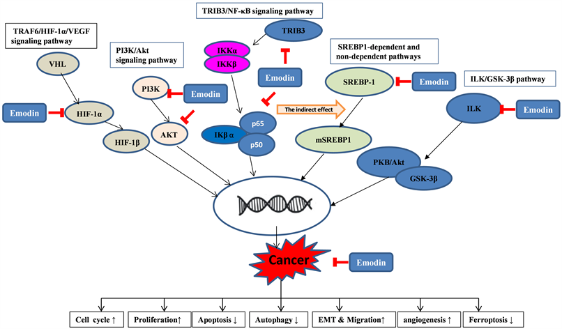 Progress on the Study of the Anti-Tumor Effect of Emodin