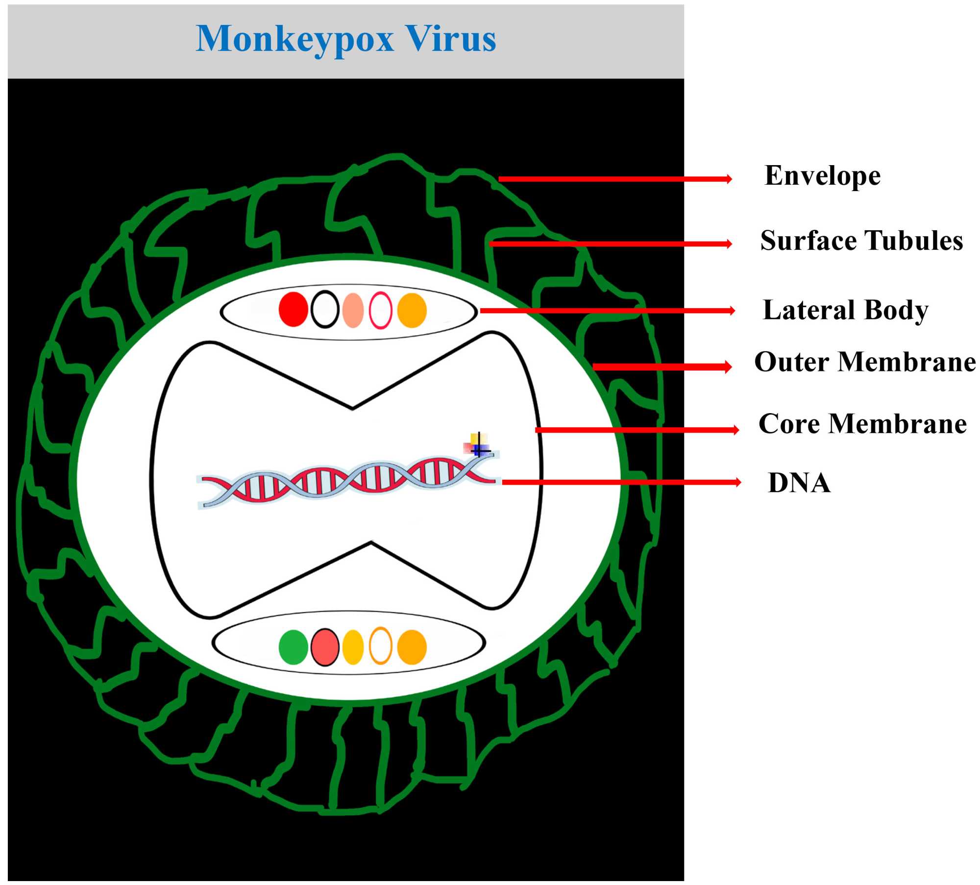 Prevention Treatment and Management Strategies for Monkeypox Virus ...