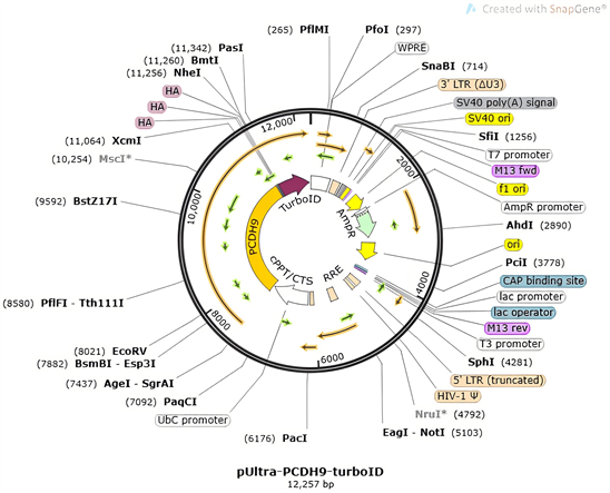 TurboID Proximity Labeling of a Protocadherin Protein to Characterize Interacting Protein Complex