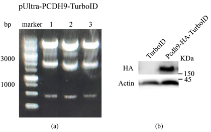 TurboID Proximity Labeling of a Protocadherin Protein to Characterize Interacting Protein Complex