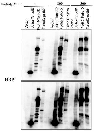 TurboID Proximity Labeling of a Protocadherin Protein to Characterize ...