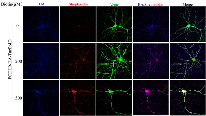 TurboID Proximity Labeling of a Protocadherin Protein to Characterize ...