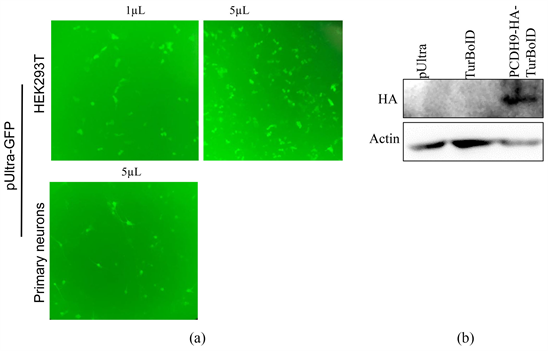 TurboID Proximity Labeling of a Protocadherin Protein to Characterize ...