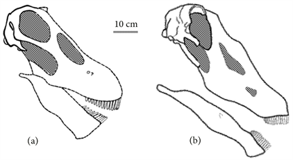 On Dinosaur Reconstruction: The Head