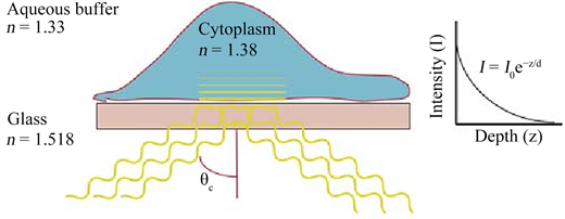 Application of TIRFM in Biomolecule Research and Clinical Medicine