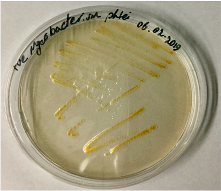 Association between Piscine Mycobacteriosis and Morgellons Disease: A ...