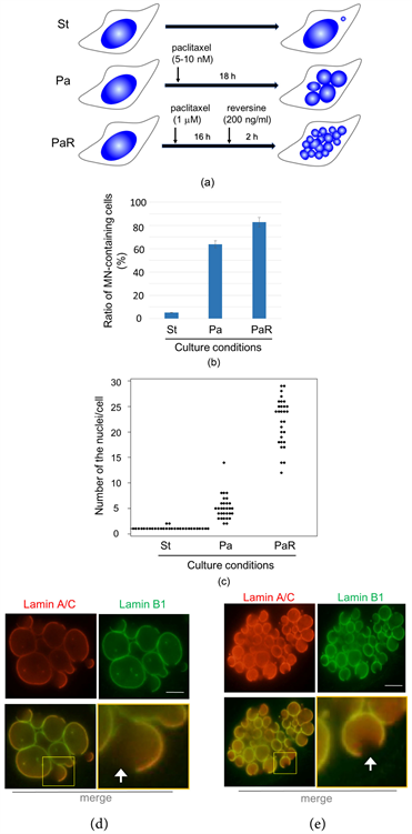 Three Types of Nuclear Envelope Assemblies Associated with Micronuclei