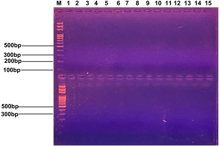 Detections of mefA, ermB, and mphA Macrolides Resistant Genes in ...